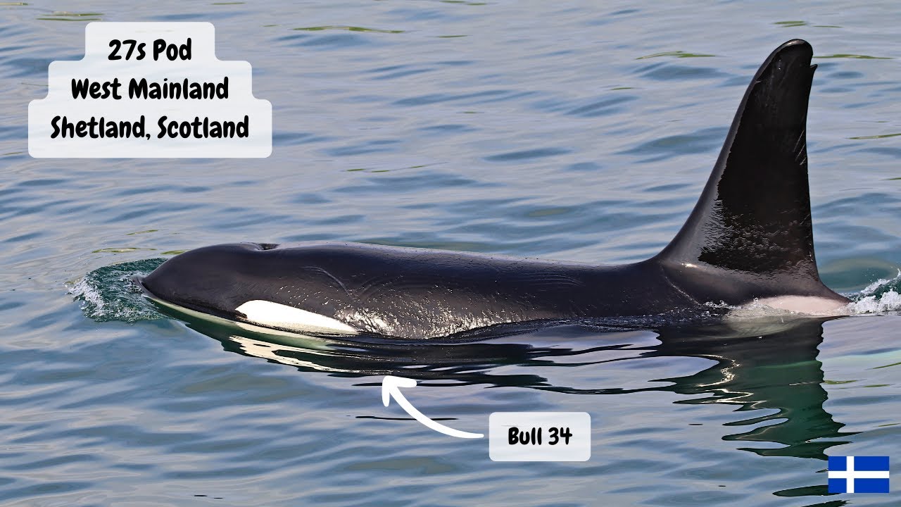 27s Orca pod off the West Mainland of Shetland, Scotland - YouTube