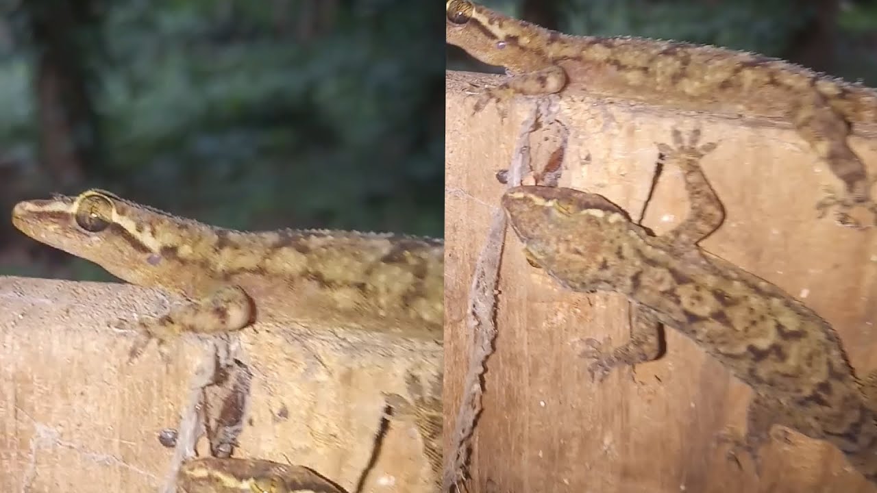 Crocodile gecko| srilankan kimbul huna| random creatures| uncommon ...