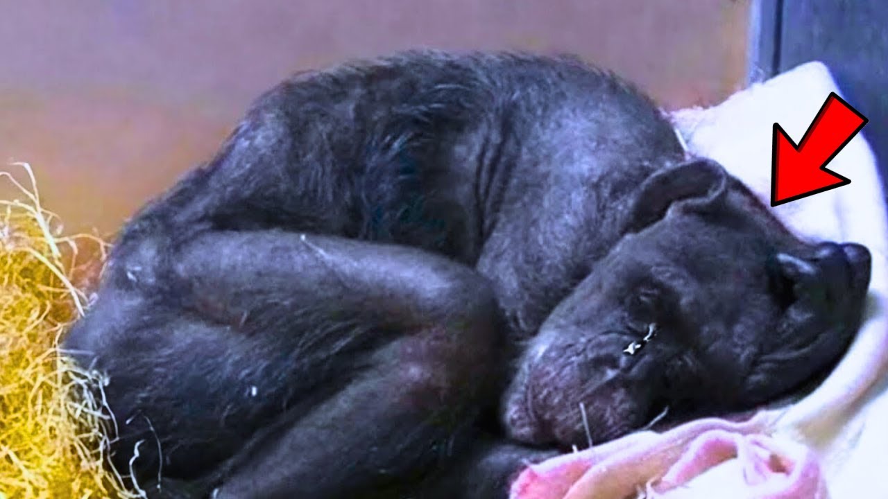 59-Year-Old Weak Chimpanzee Refuses Food—Then Hears A Familiar Voice ...