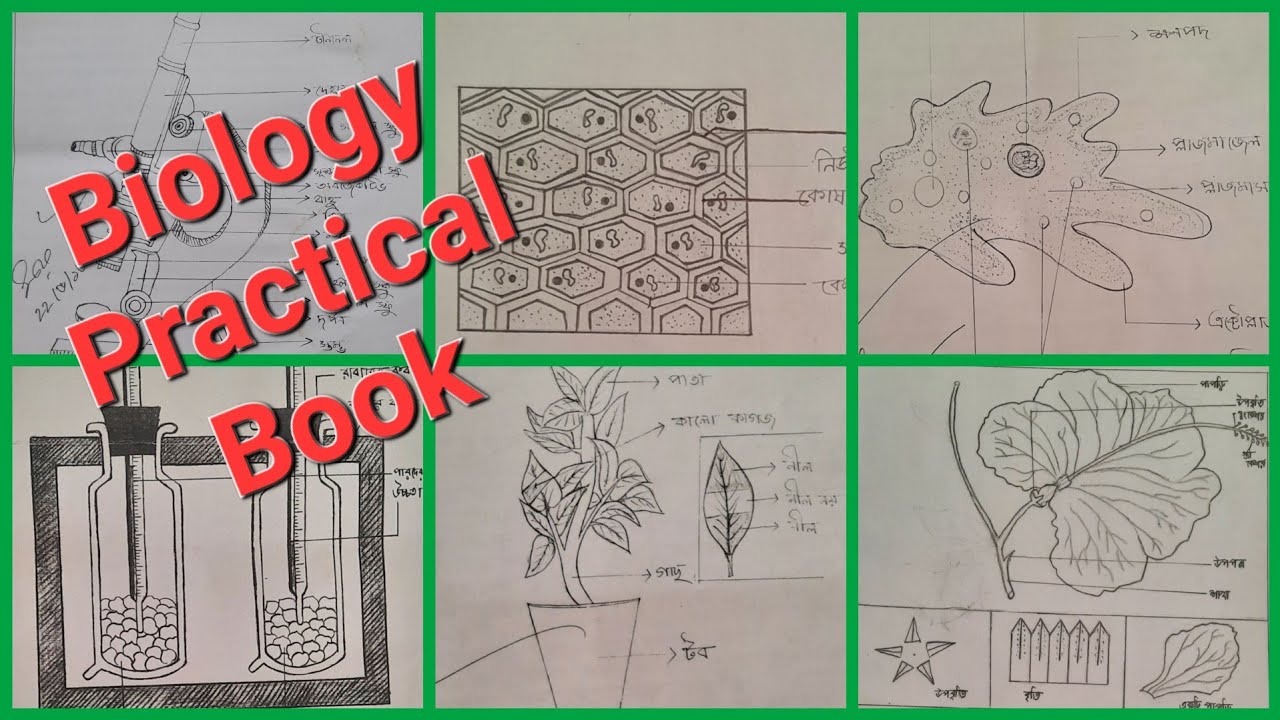 Biology Practical Khata Sample for 2026| জীববিজ্ঞান ব্যবহারিক খাতার ...