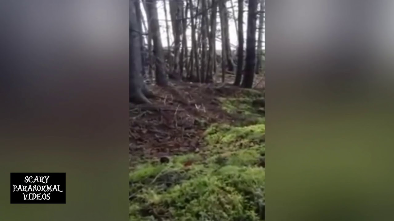 Whats Happening in this Forest? Earth Breathing and Moving Caught on ...