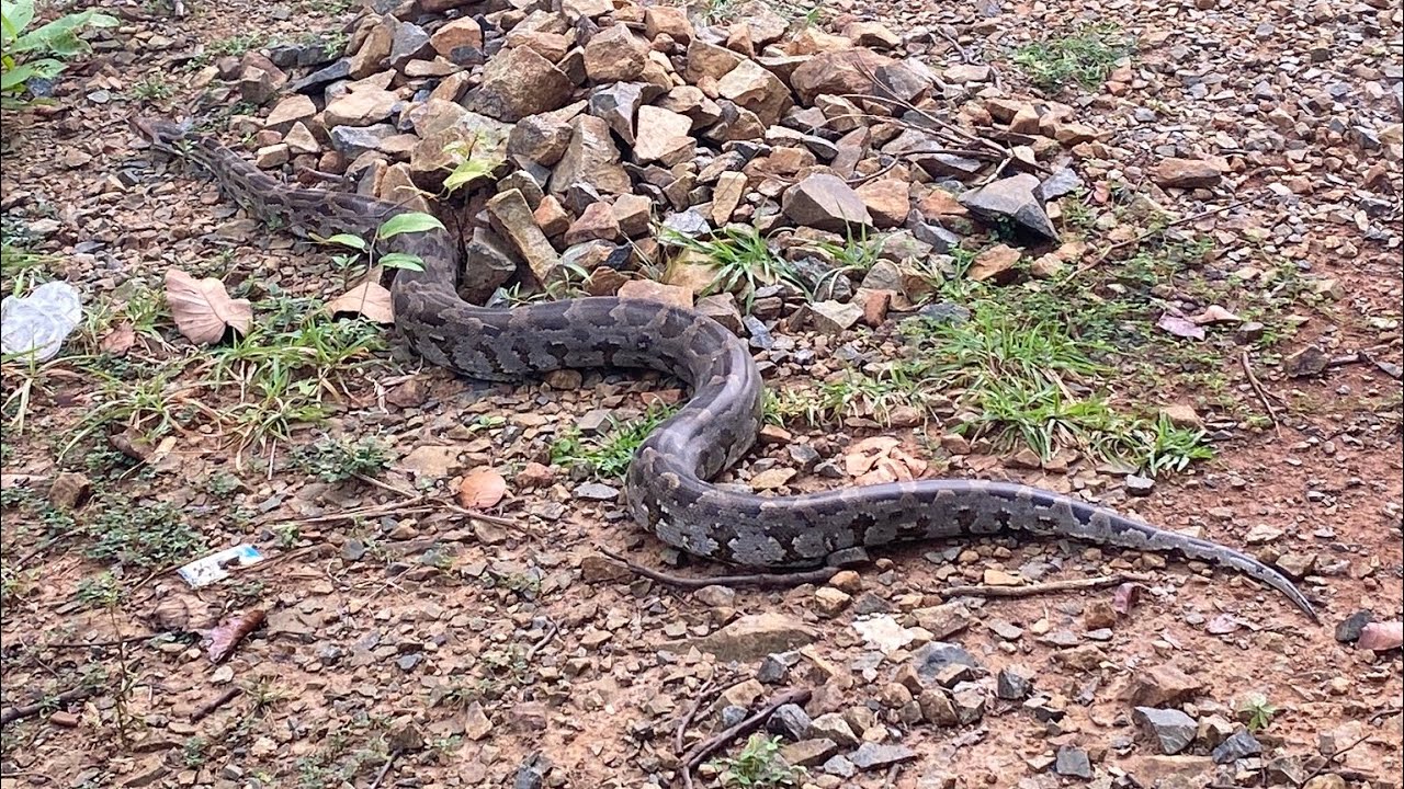 Ajagara snake 🐍 - YouTube