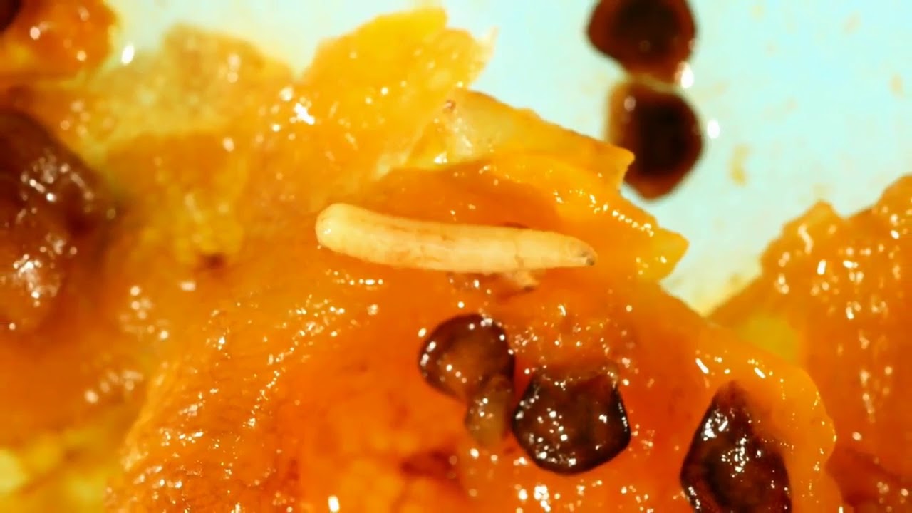 Mexican Fruit Fly Texas English - YouTube