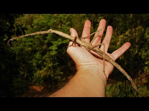 World Longest Insect Amazing 62.4 Centimeter Long Creature - Chan's ...