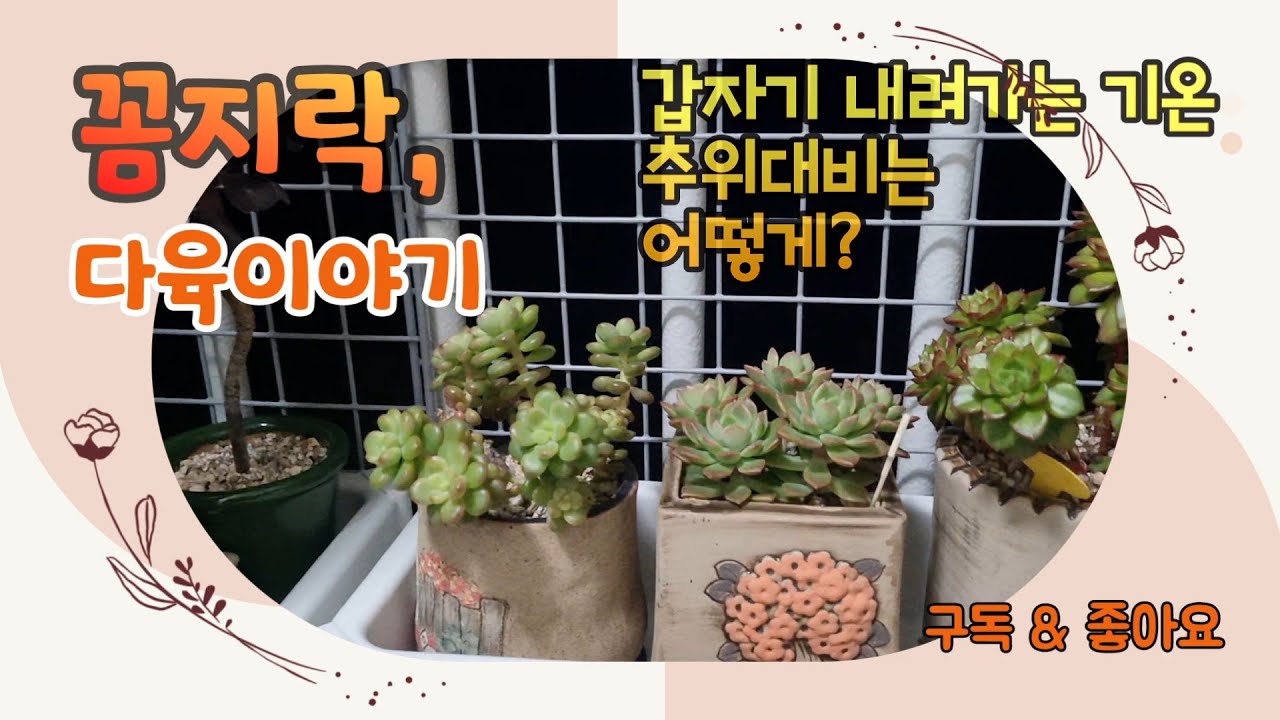 좀 더 밖에 두고싶은 다육이 다육사랑 겨울비 다육이겨울나기 비가오는 저녁 추위걱정 군산유튜버 Youtube