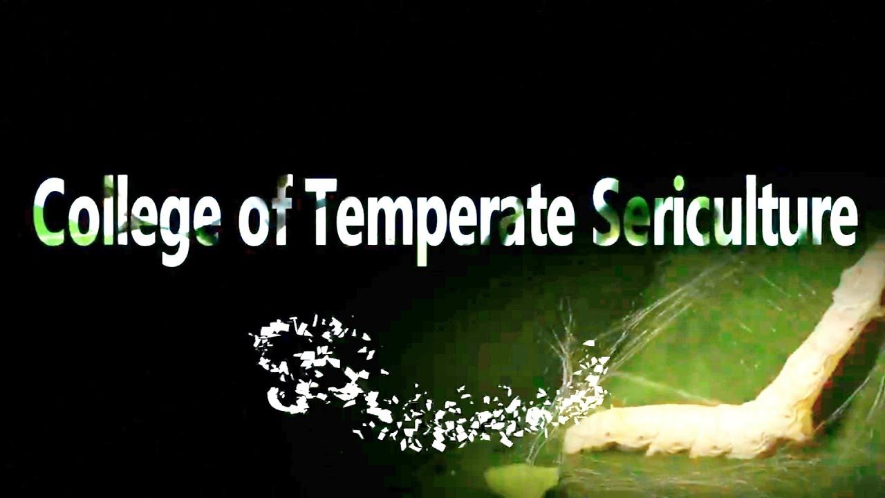 DOCUMENTARY || College of Temperate Sericulture (CoTS)🌴🐛 || Mirgund ...