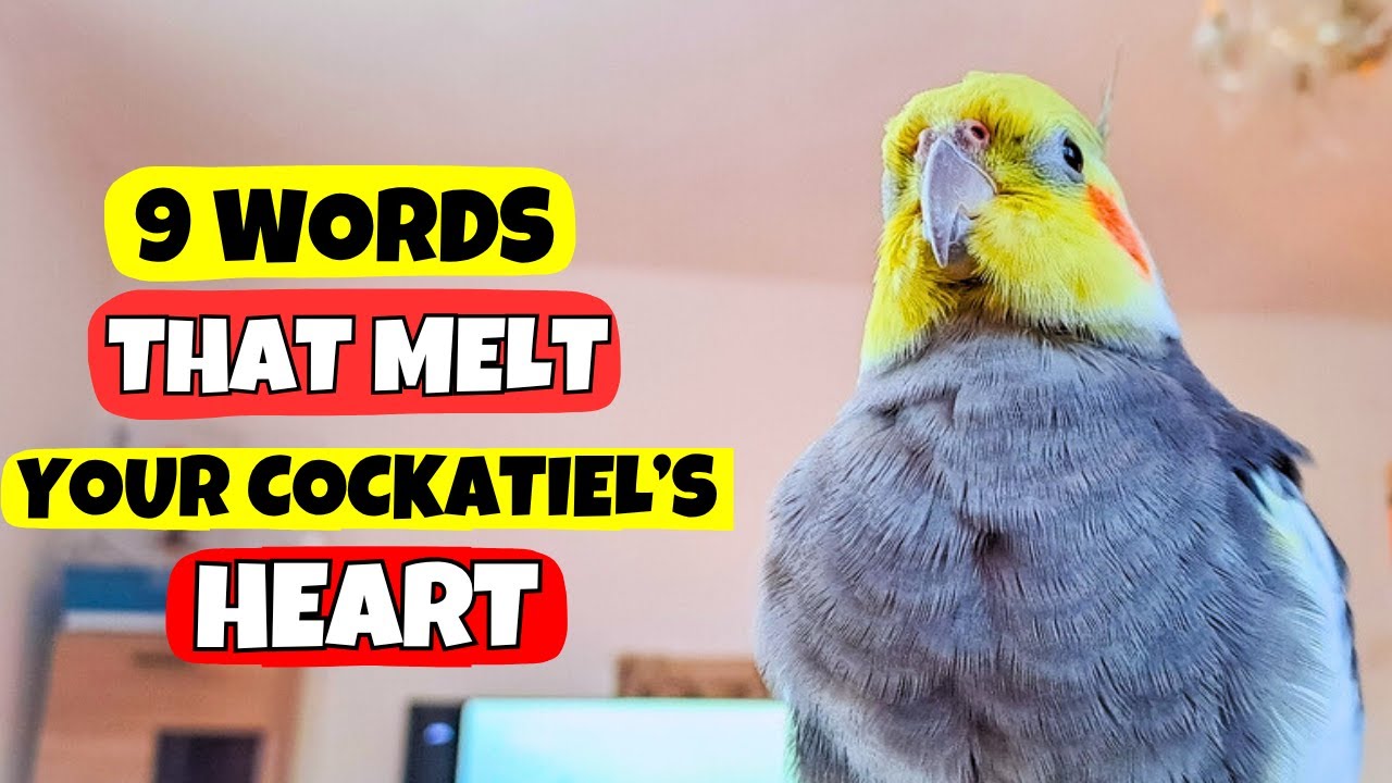 9 WORDS That TOUCH Your Cockatiel’s HEART ️ What Your Bird Needs to ...
