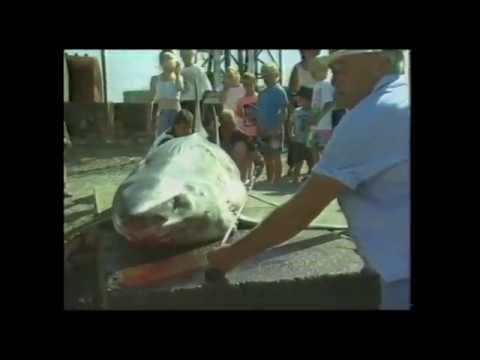 Mako Shark attacks small boat - Caught weighing 460Kg (1014Lb) - YouTube
