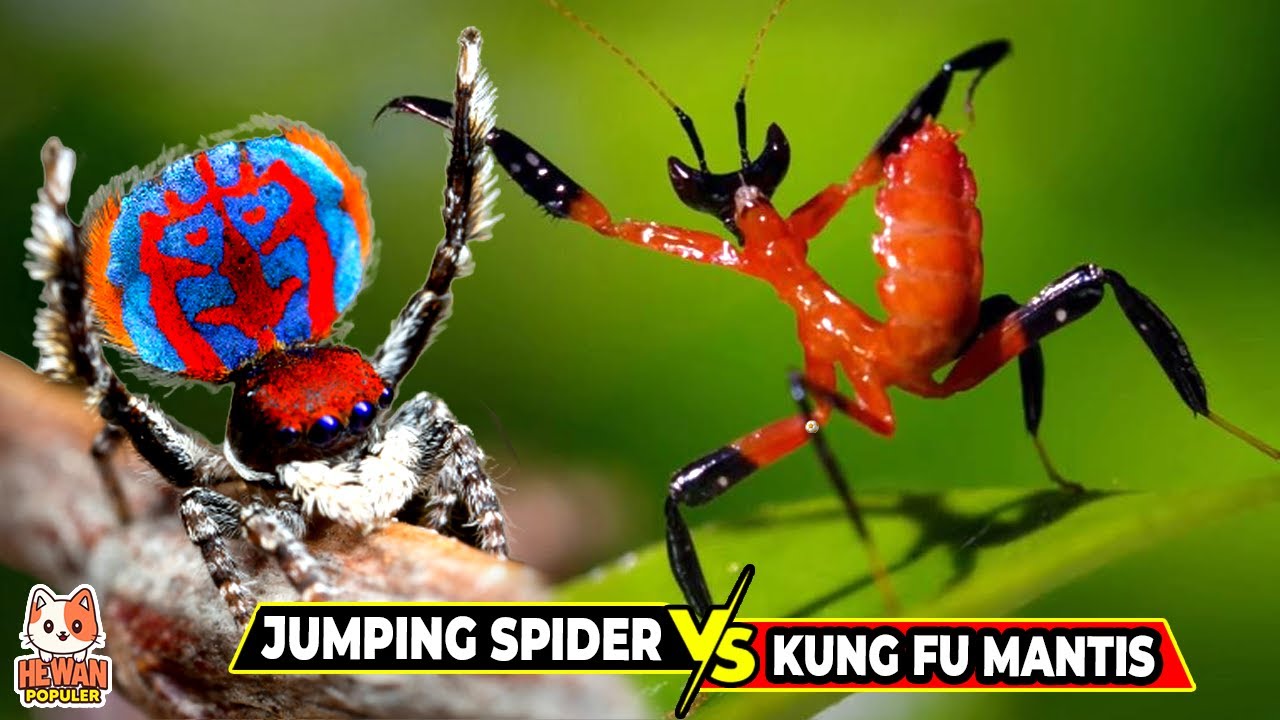 Pertarungan KUNG FU MANTIS VS JUMPING SPIDER, Manakah yang Memiliki ...