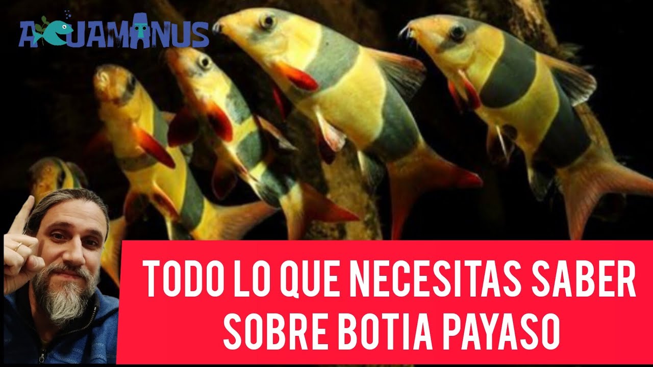 Todo lo que necesitas saber sobre Botia payaso (Chromobotia ...