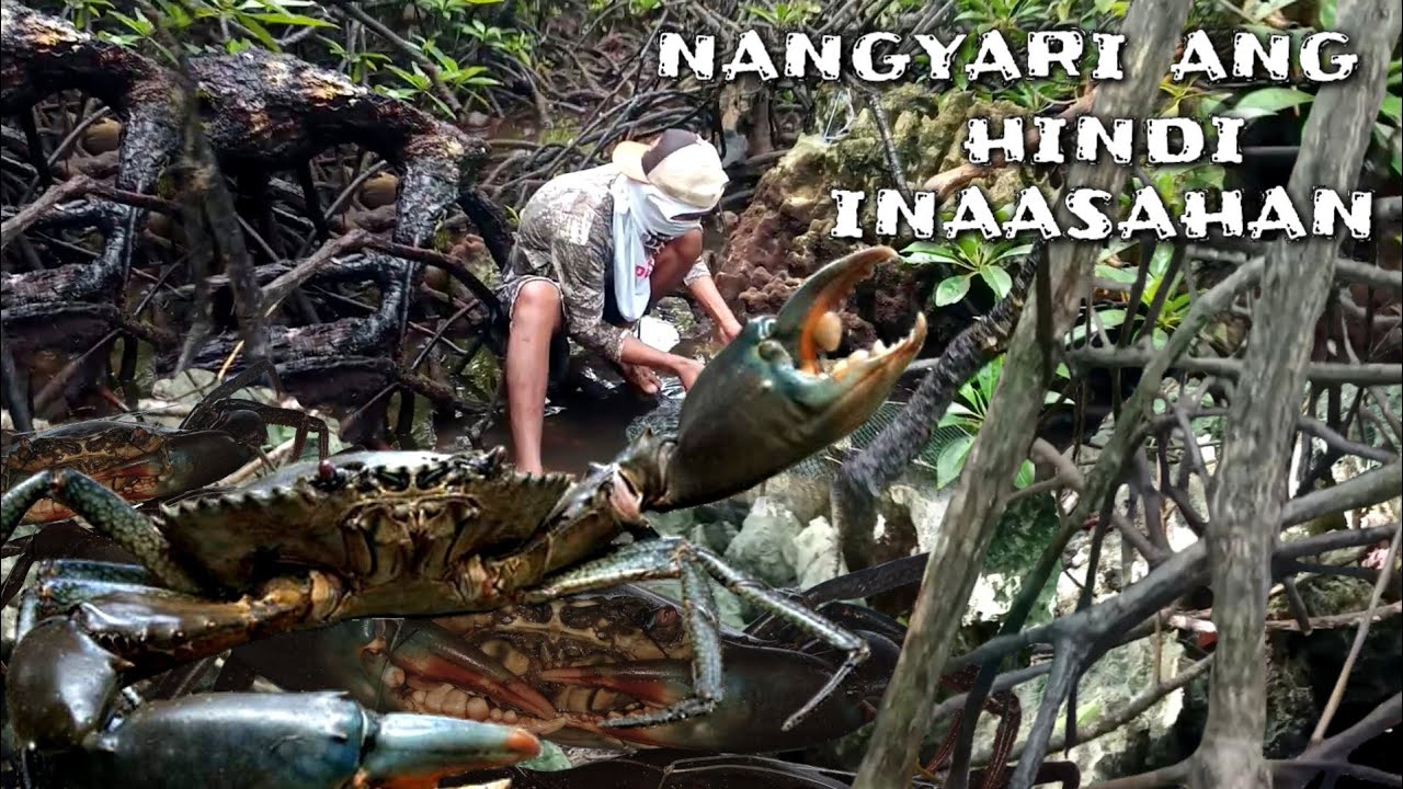 winasak ng malaking alimango ang pain sa trap at ito ang nangyari/catch ...