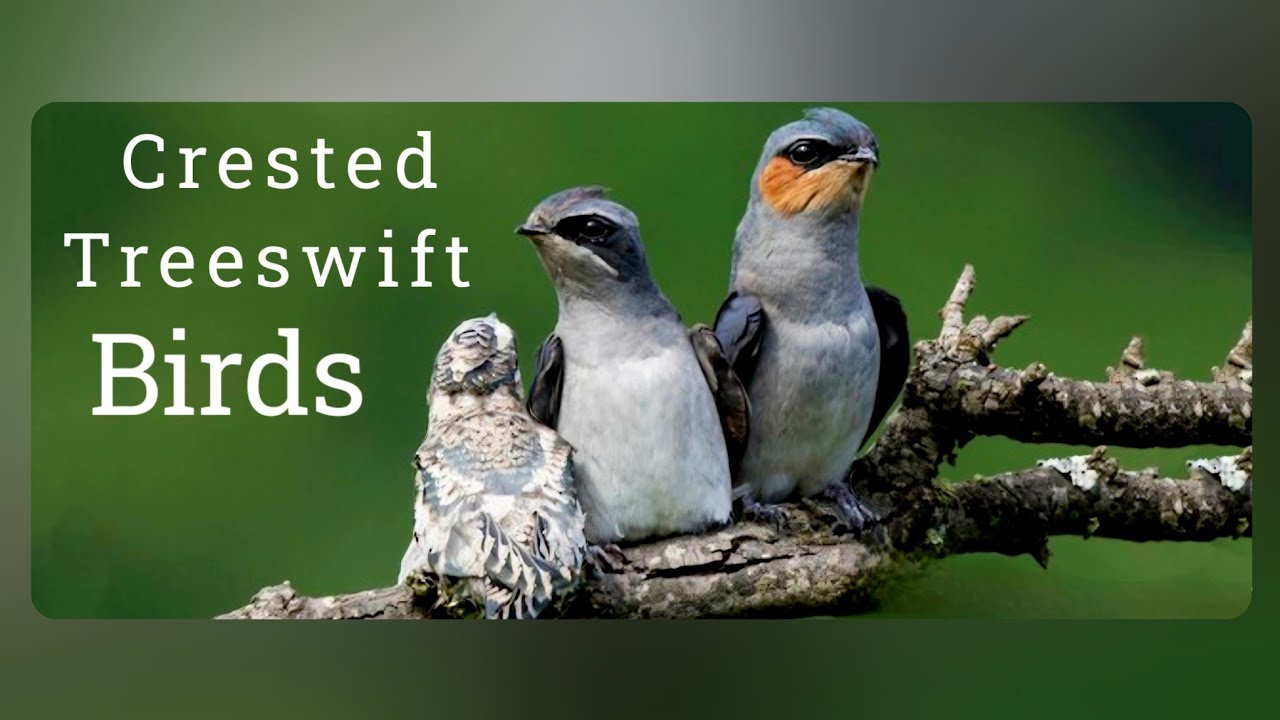Wild Bird Crested Treeswift | Treeswift | Wildlife Photography ...