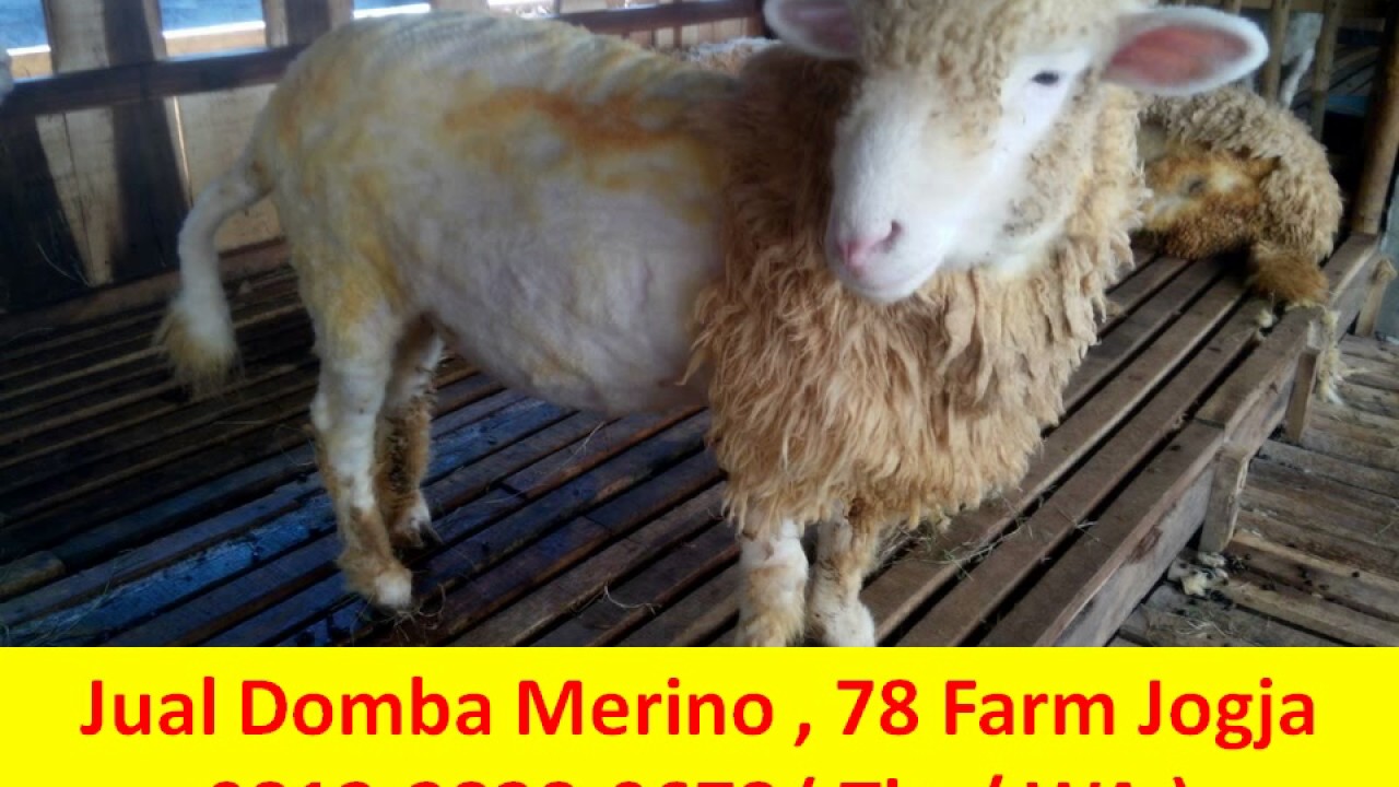 0812-2838-0678 (Tsel), Peternak Domba Merino, Peternakan Domba Merino ...
