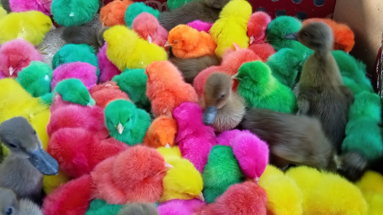So cute... little ducks playing with colorful balls ( part 430 ) 🦆🐣 ...