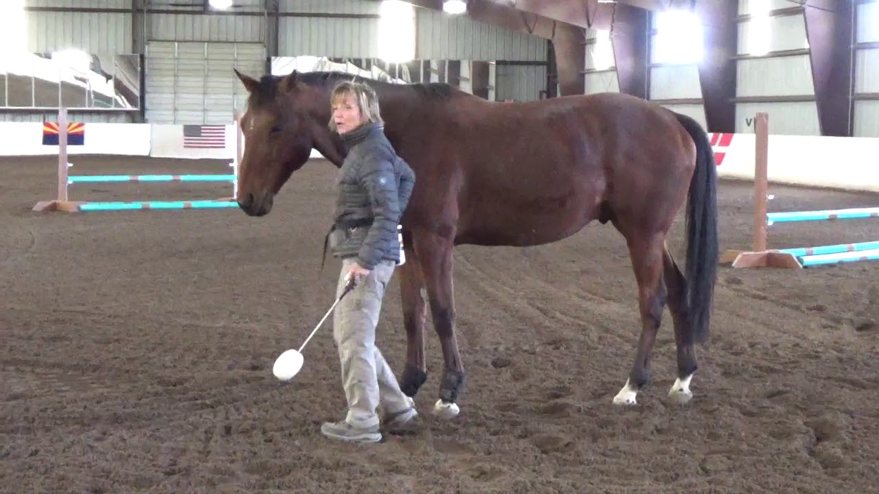 Clicker Training with Horses - Priority to Positive® Helping the ...