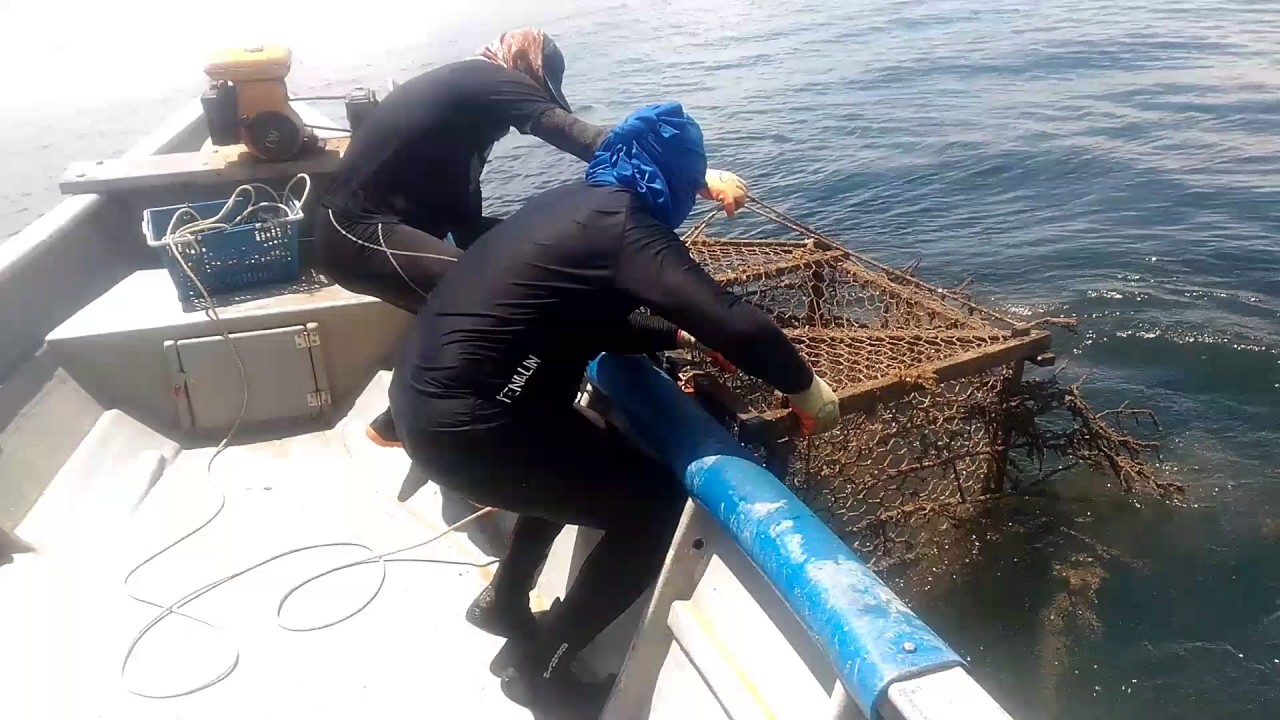 Bubu geng helang laut - YouTube