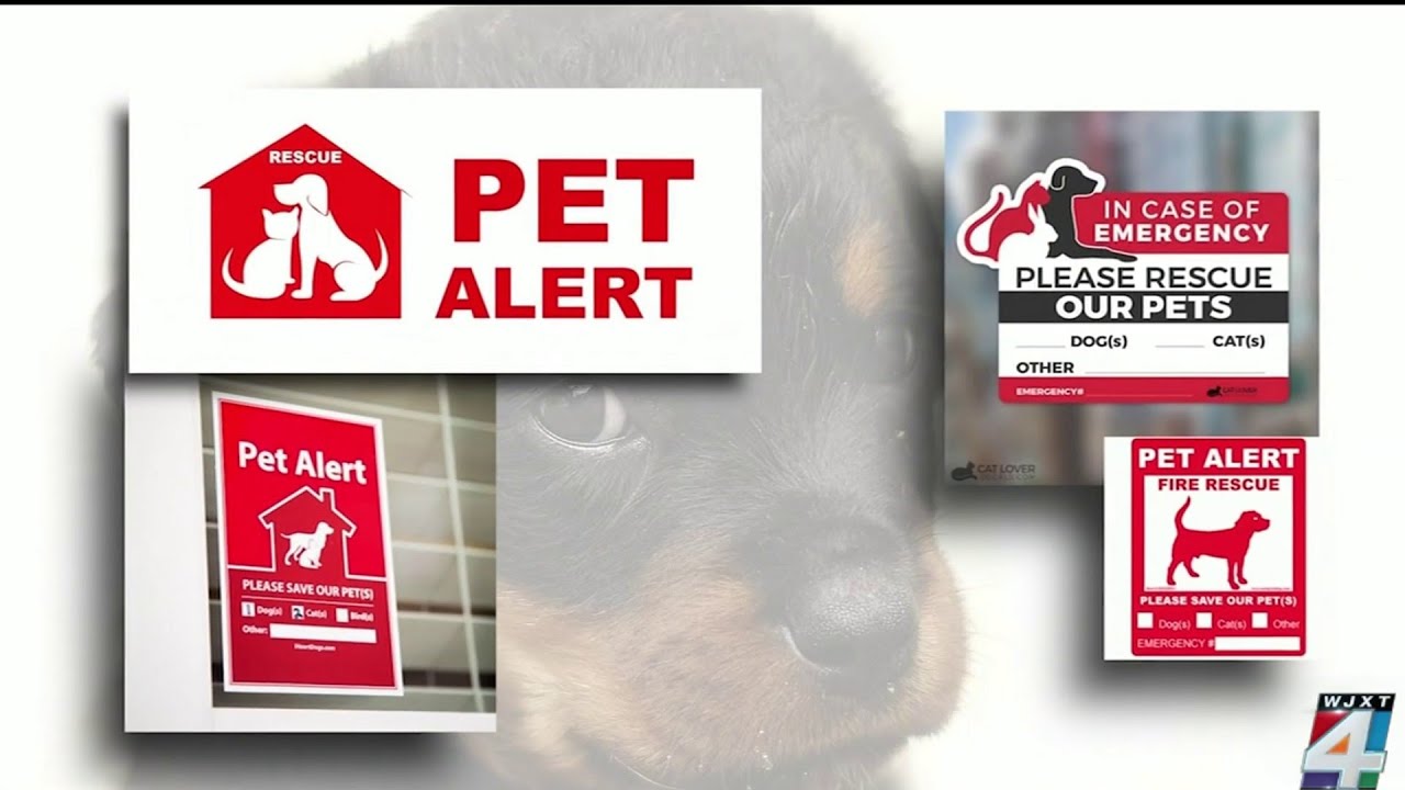 How to pet-proof your home to keep animals safe - YouTube