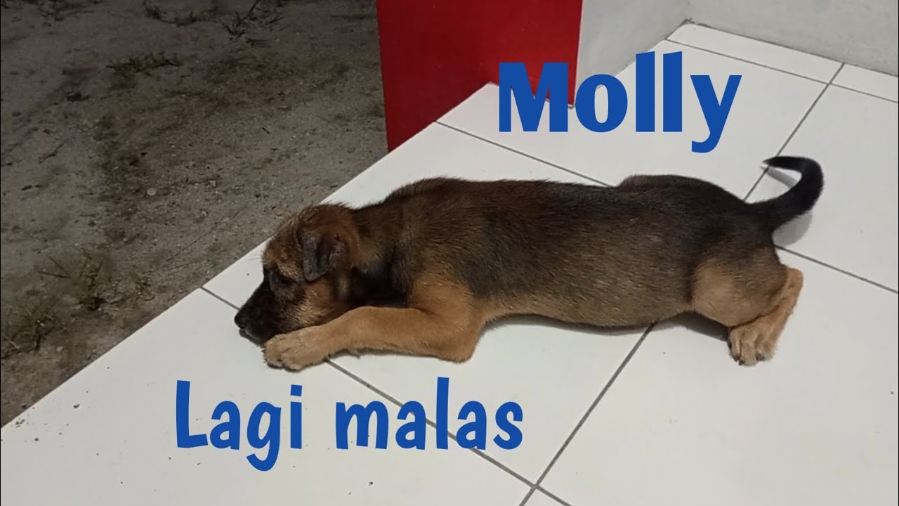 Molly si anjing kampung, lagi malas - YouTube