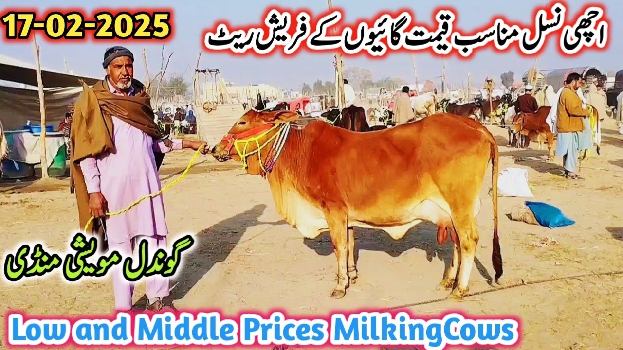 17-02-2025 Today Gondal Mandi latest update! MilkingCows Fresh Rate on ...