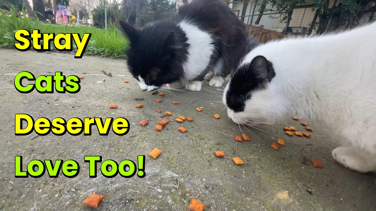 These Stray Cats Were Starving… Until This Happened! 😿 ️ - YouTube
