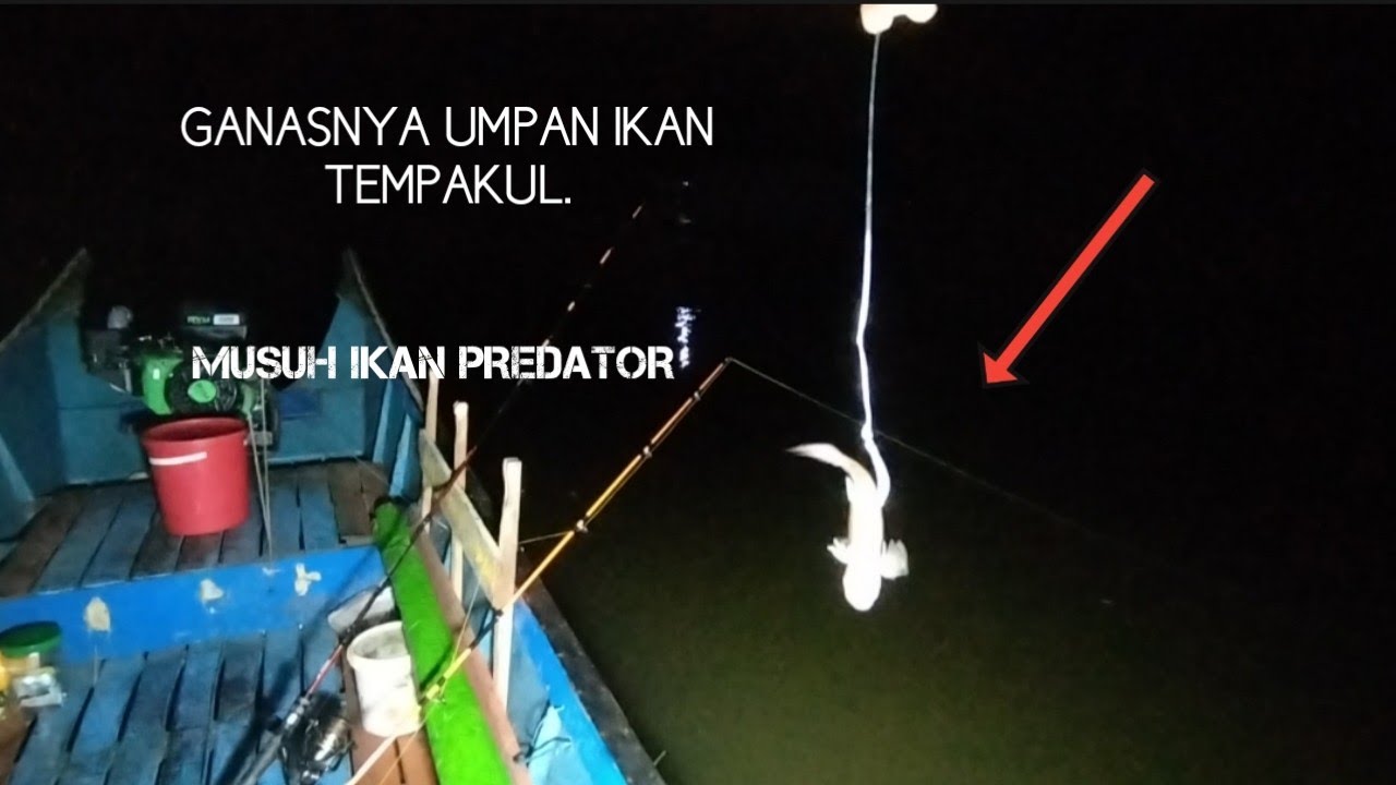 Ganasnya Umpan Baru, Ikan Muara Melahap, Sejenis ikan tempakul - YouTube