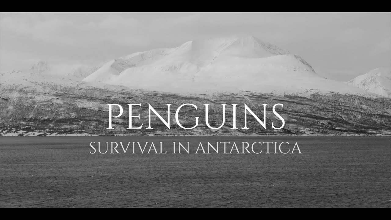 Penguins | Mini-Documentary Re-Score #cuetubepenguins - YouTube