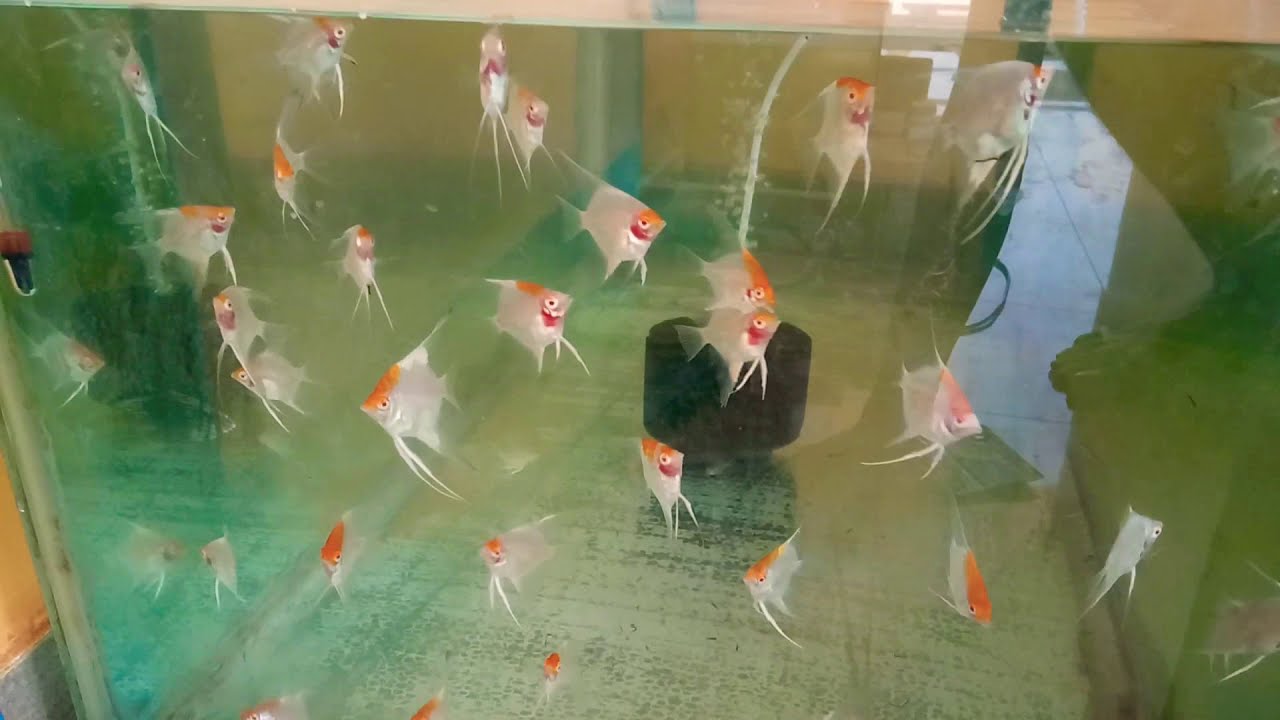 Albino redcap angel fish - YouTube