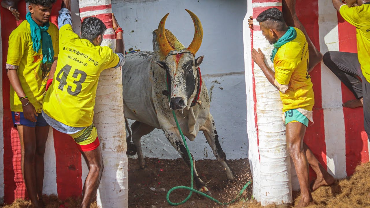 Kattikulam Jallikattu 2025 Videos 02 | கட்டிக்குளம் ஜல்லிக்கட்டு 2025 ...