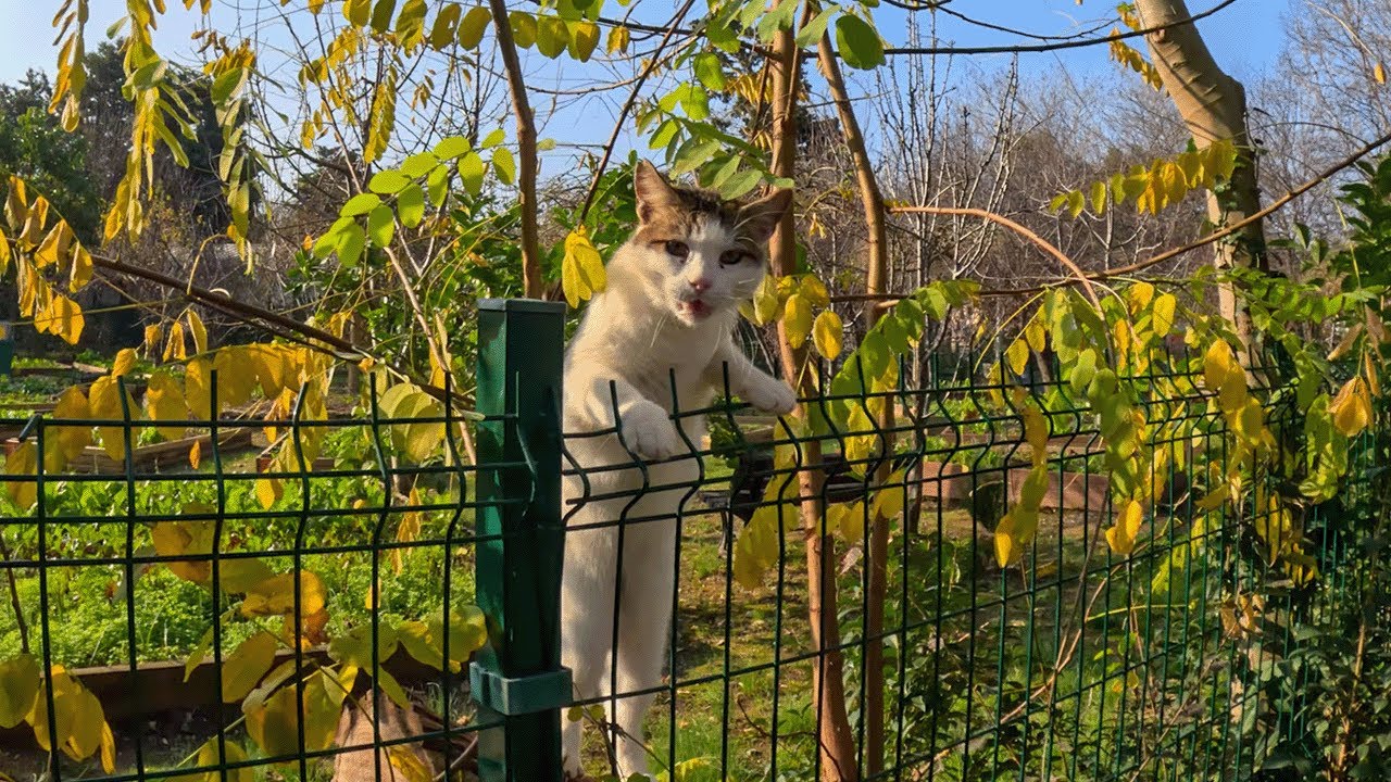Geveze the cat I have known for 5 years, is always so happy to see me ...