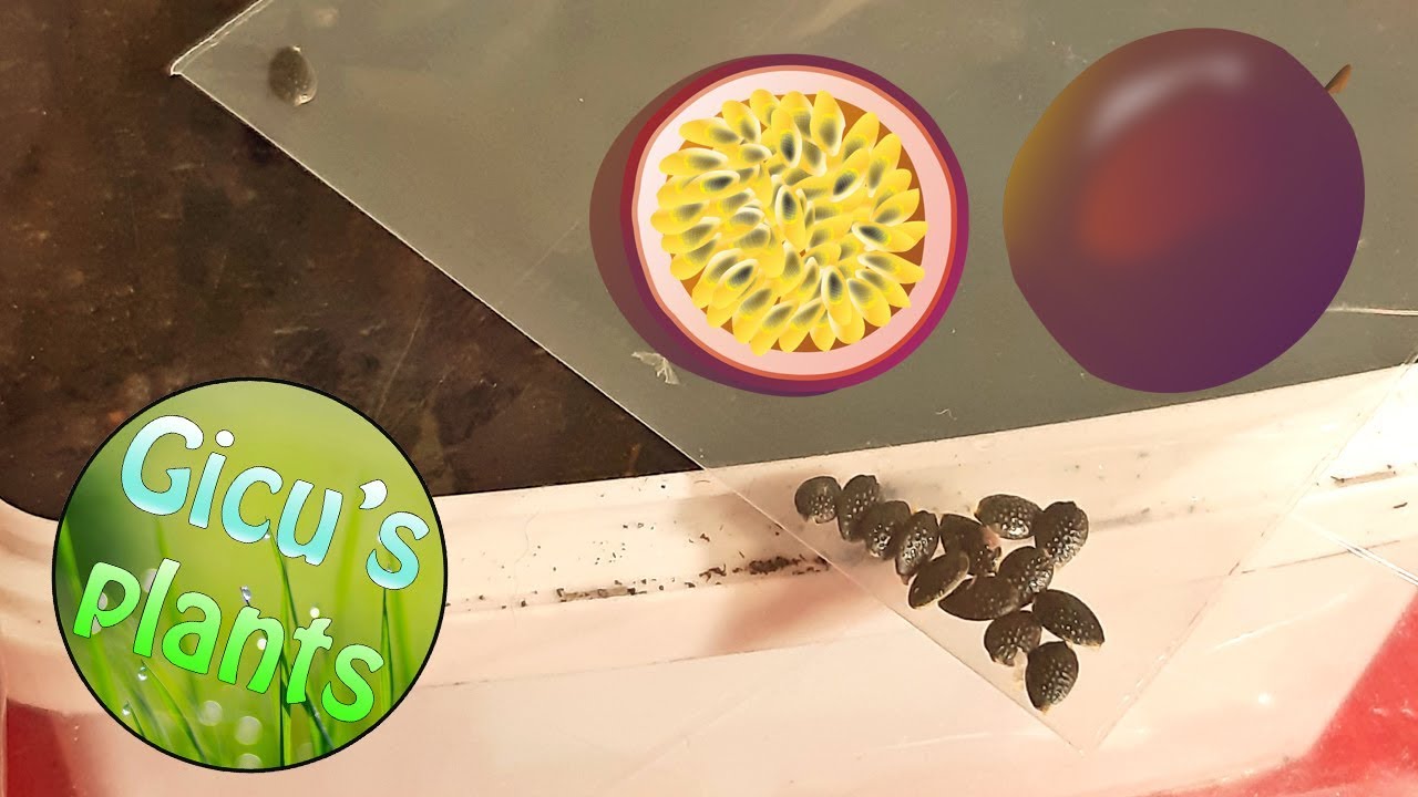 Cum sa plantezi Fructul Pasiunii din seminte - YouTube