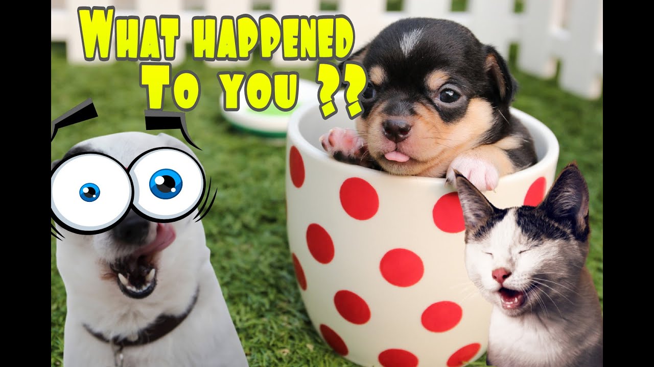 When animals be so sweet and cute 🐶 🐱 😂😂 - YouTube