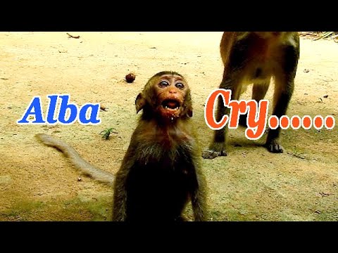 So pity my little baby Alba crying for mango! Baby monkey is very hungry!
