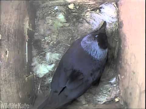 Squirrel Box Jackdaw male feed female 1st May - YouTube