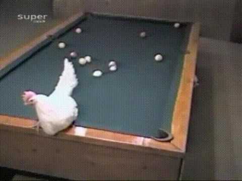 Bilardo oynayan tavuk
