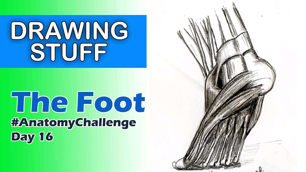 Draw Human Foot with Muscles and Tendons | How to Tutorial For ...