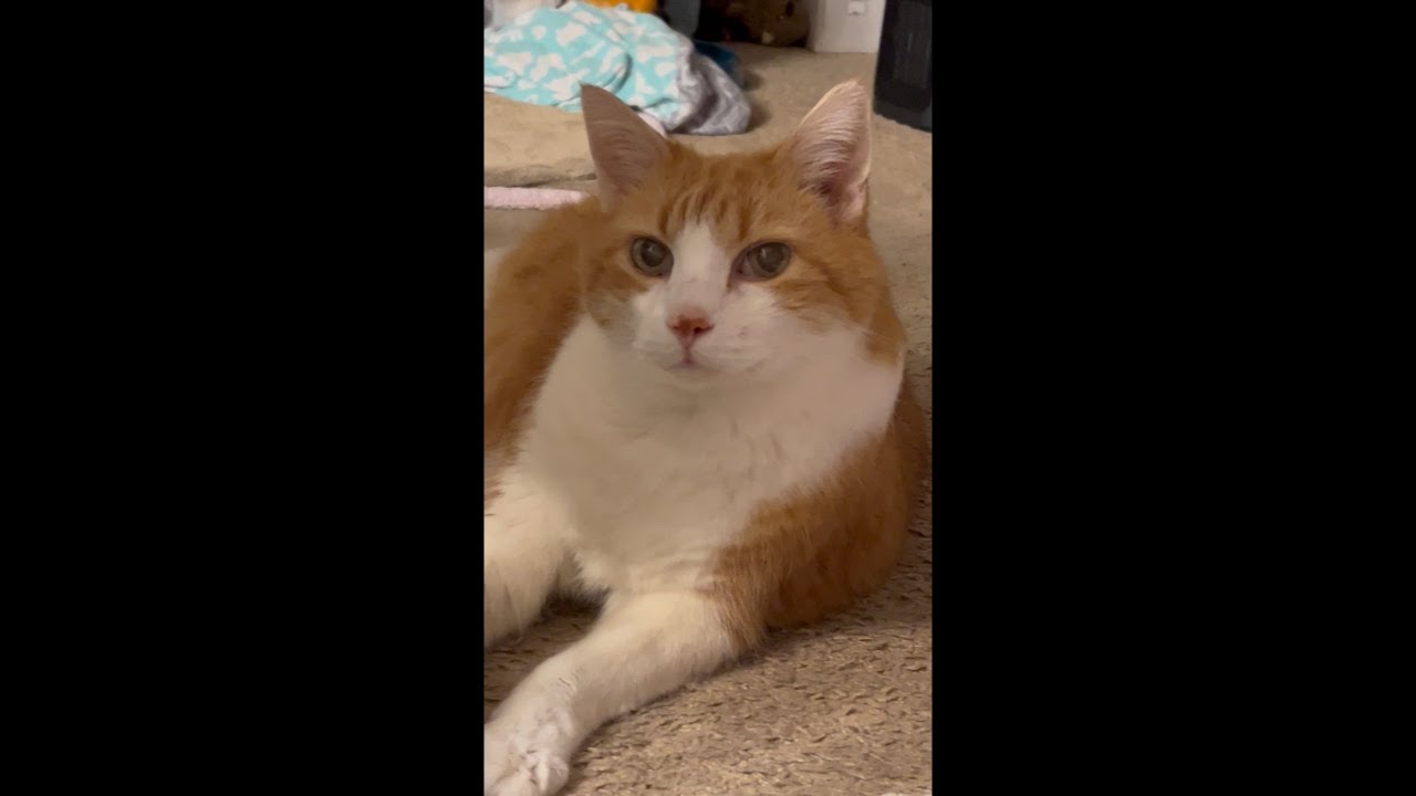 One happy cat - YouTube