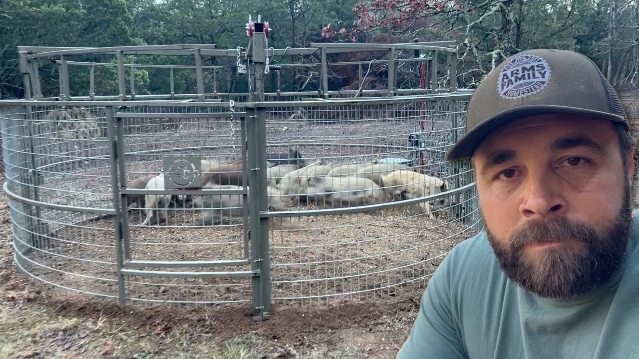 Catching Hogs Like Never Before: Breaking Records! - YouTube