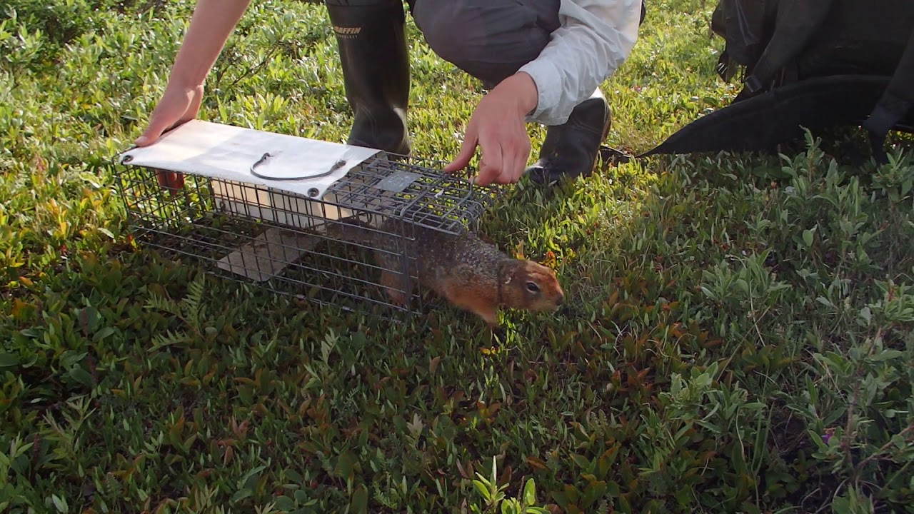 Releasing Collared Arctic Ground Squirrel - YouTube