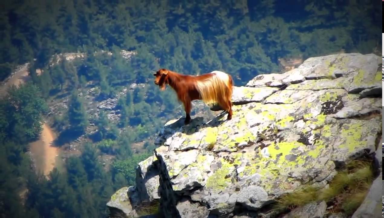 SOC Capra salbatica pe virfuri MOV - YouTube