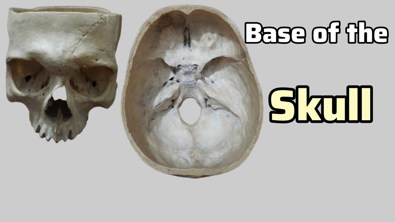 Base of the skull anatomy,cranial nerves and blood vessels - YouTube