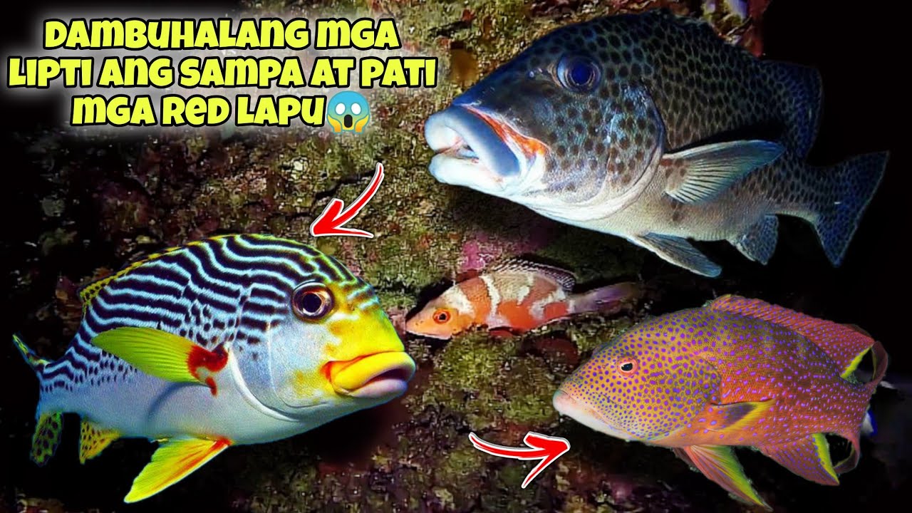 DAMBUHALANG MGA LIPTI ANG SAMPA AT PATI MGA RED LAPU😱 #fishing #seafood ...