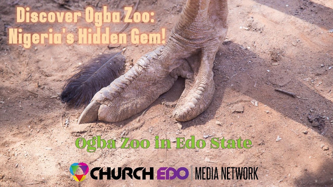 Discover Ogba Zoo: Nigeria's Hidden Gem! - YouTube