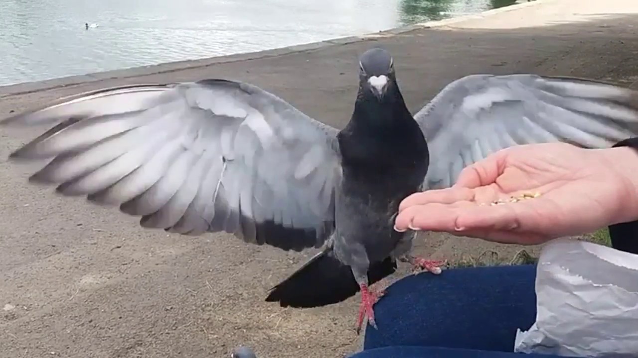 Friendly Pigeon In Slow Motion - YouTube