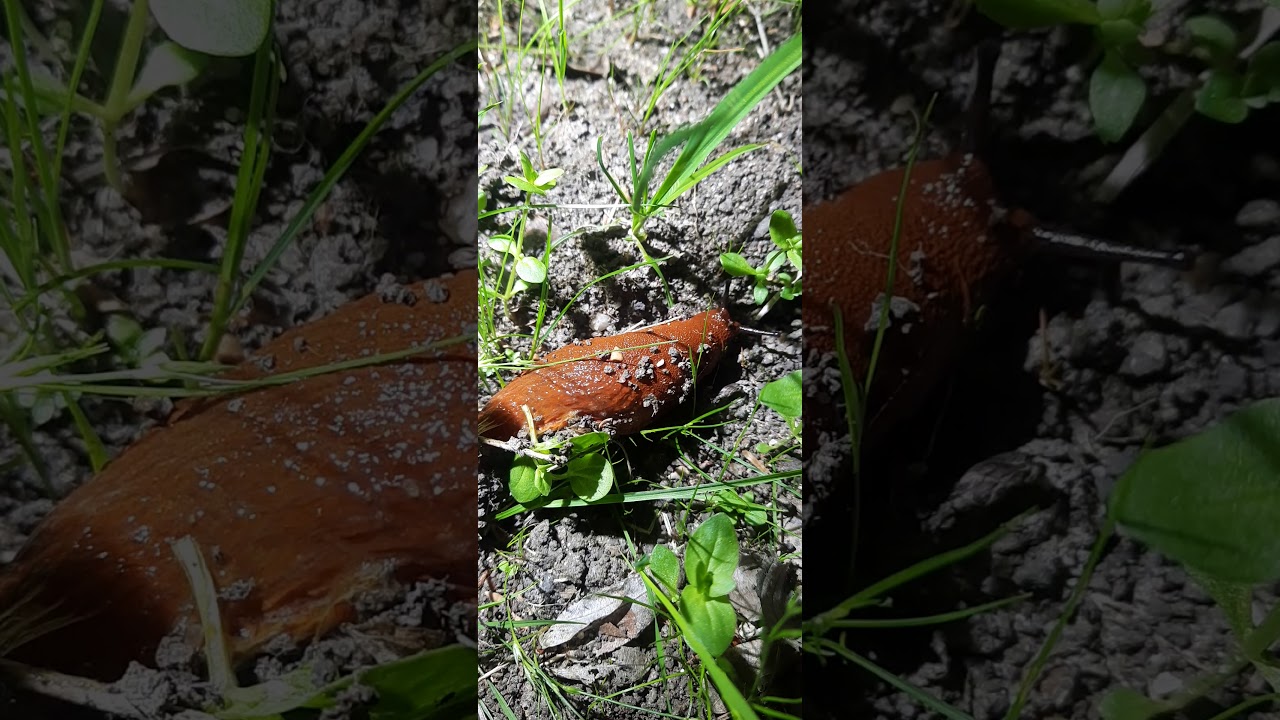 Voyage à poils ( Trouve une limace orangé de ouf ). - YouTube