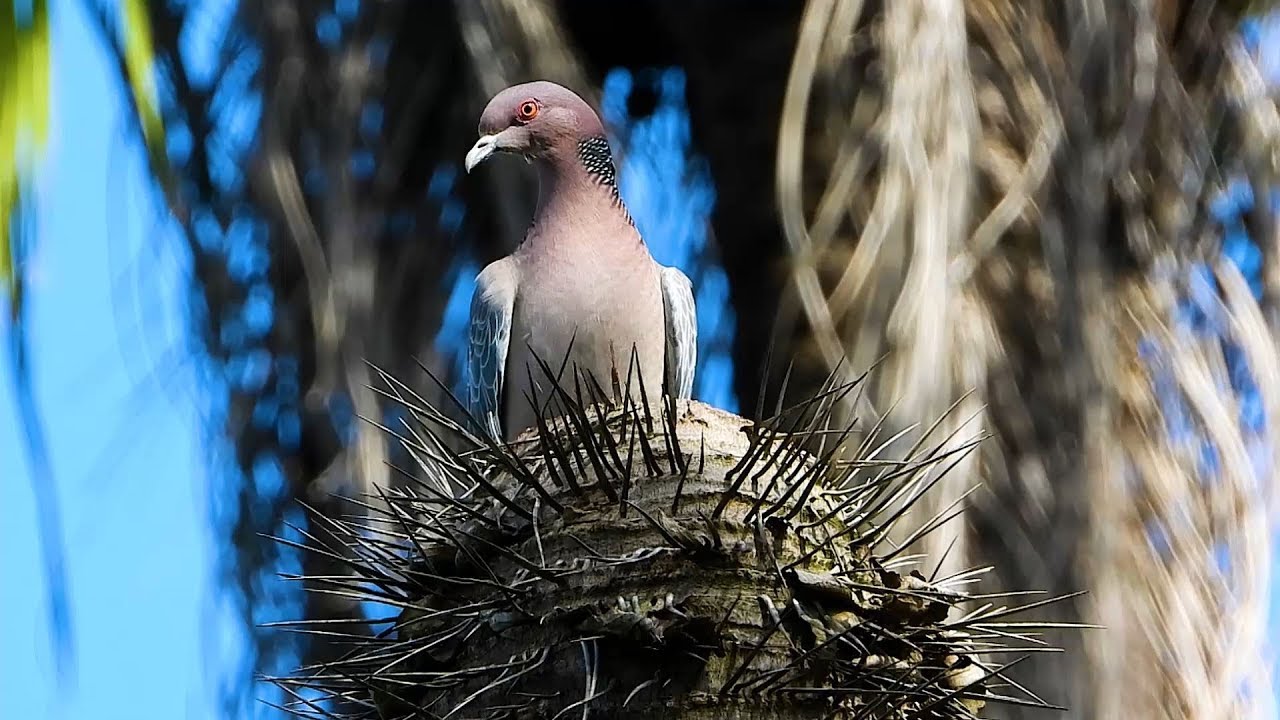 ASA-BRANCA (PATAGIOENAS PICAZURO) PICAZURO PIGEON, Pomba-carijó, Pomba ...