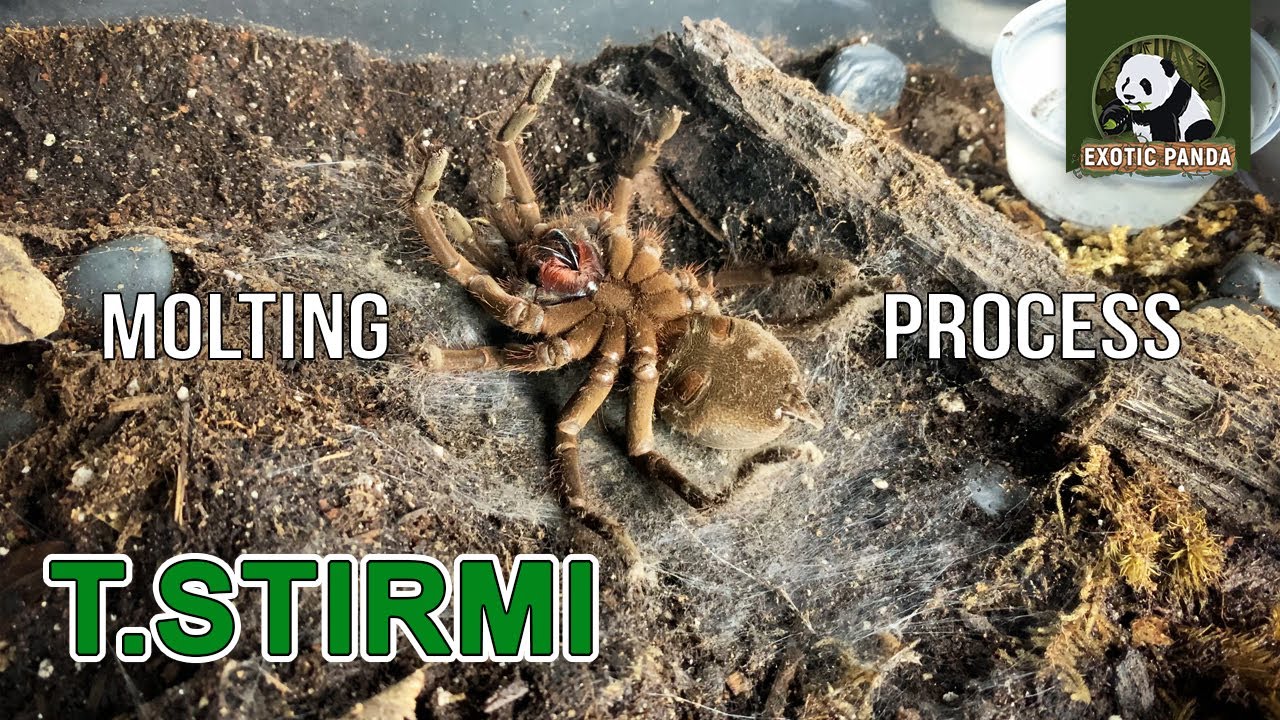 Tarantula Molting [TIMELAPSE] | Theraphosa Stirmi - YouTube
