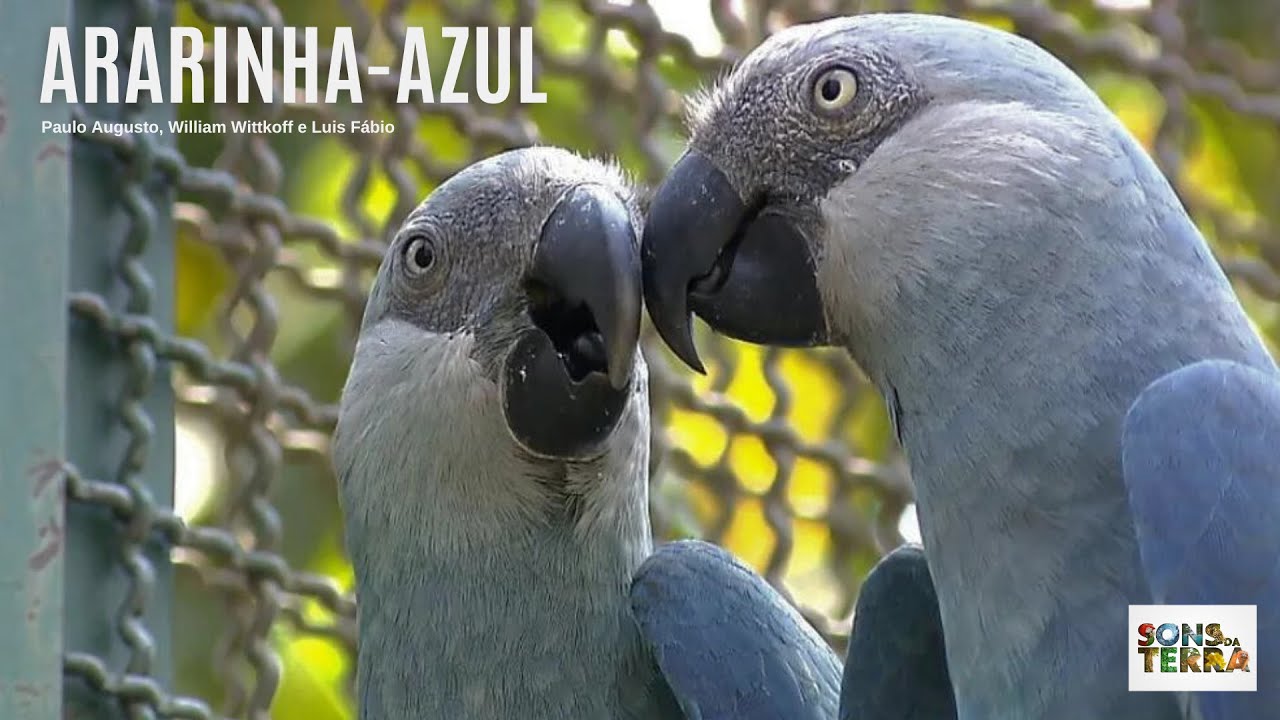 Ararinha-azul: a história por trás da animação - YouTube
