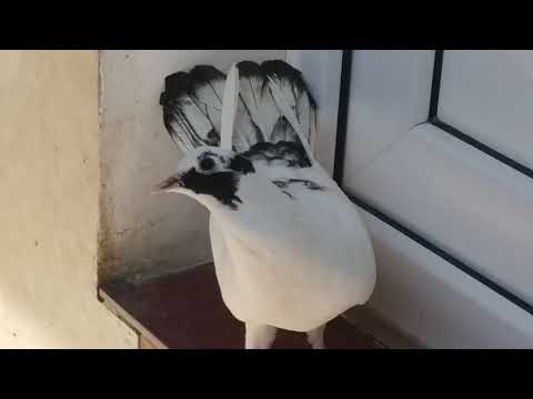 Голуби на балконе. Лёт в жару. Баку 2019.