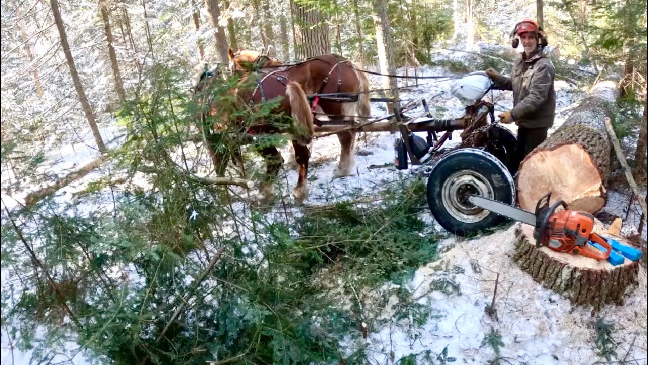A Productive Day in the Woods! // Scaling Logs & A BIG STUMP! #596 ...