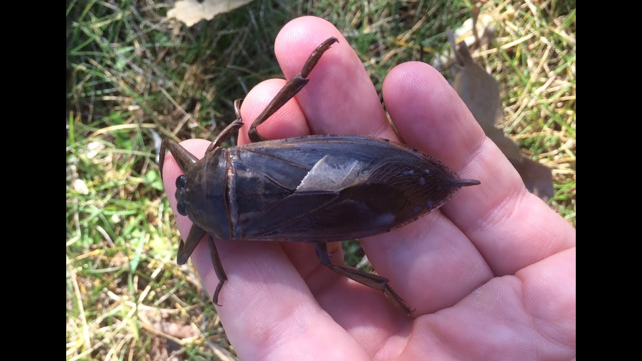 Rescuing A Water Bug - YouTube